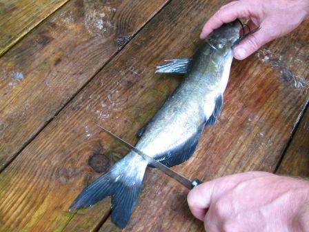 How to Clean Catfish – Fresh Seafood