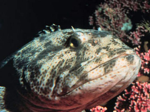 Lingcod – Fresh Seafood