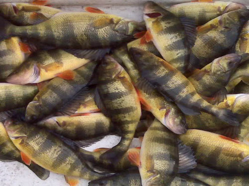 Yellow Perch – Fresh Seafood