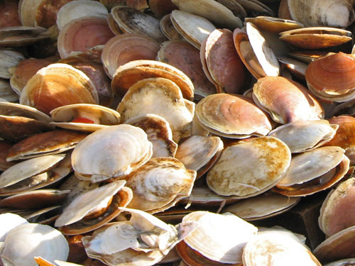 2016-2017 Maine Scallop Season – Fresh Seafood