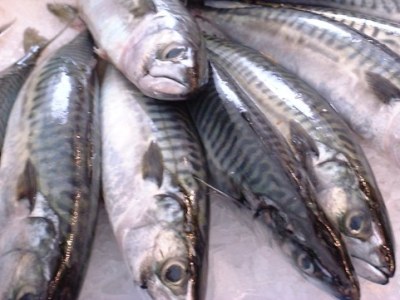 Atlantic Mackerel – Fresh Seafood